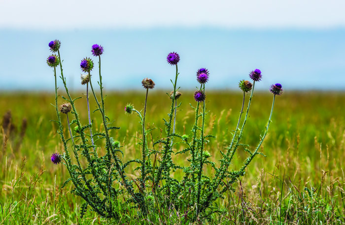 Pasture Management: Healthy and Productive Grasslands - Grit